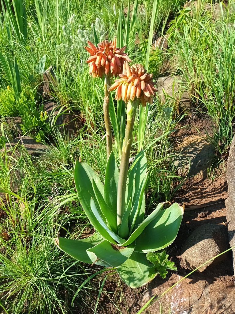 Ecklon's aloe from Nkangala District Municipality, South Africa on ...
