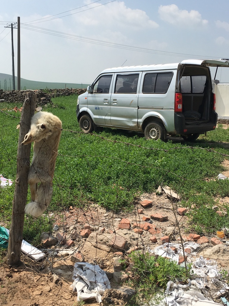 Corsac Fox from Xilingol, Inner Mongolia, CN on July 29, 2018 at 11:24 ...