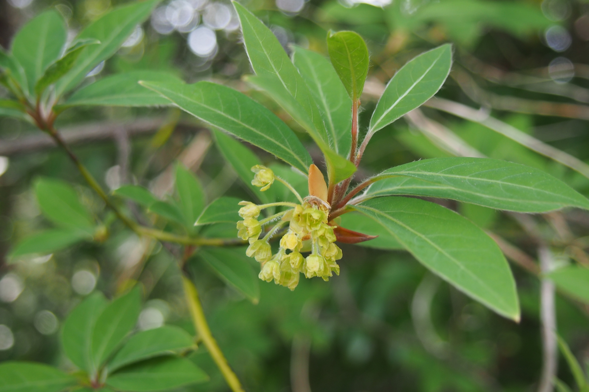 Lindera umbellata Thunb.