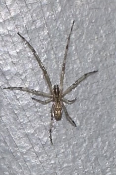 Cobweb Spiders in November 2023 by sleepy_aubergine · iNaturalist