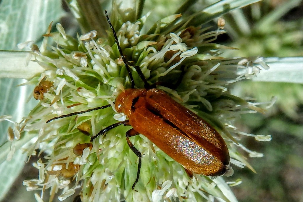 Zonitis flava from Huertapelayo, Guadalajara, España on July 6, 2019 at ...
