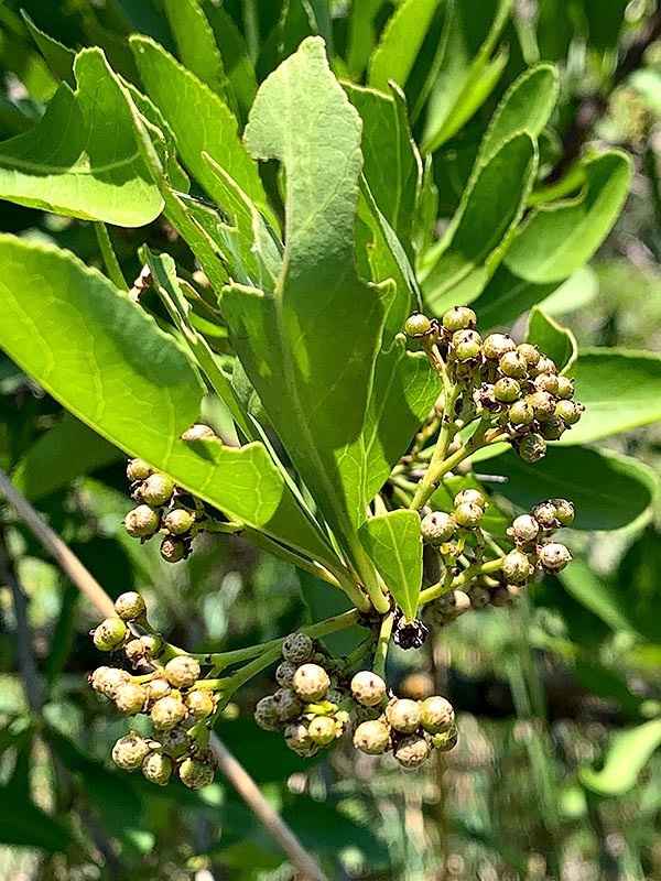 Spikethorns from Usuthu Forest, northern section on November 25, 2023 ...