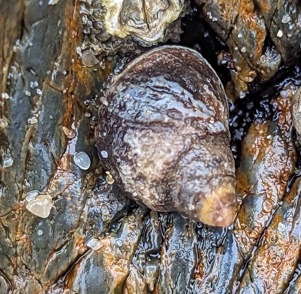 Tropical Periwinkle from Korora NSW 2450, Australia on November 28 ...