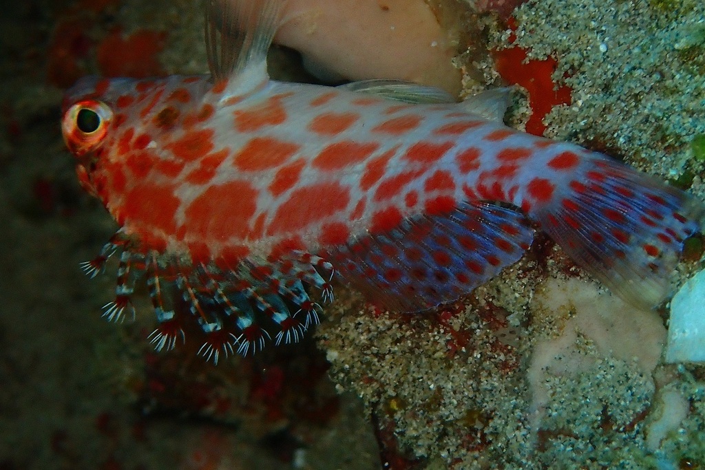 Pixy Hawkfish from Exmouth, WA, Australia on November 25, 2023 at 10:43 ...