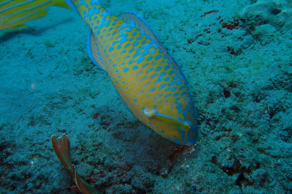 Bluebarred Parrotfish from Exmouth, WA, Australia on November 25, 2023 ...