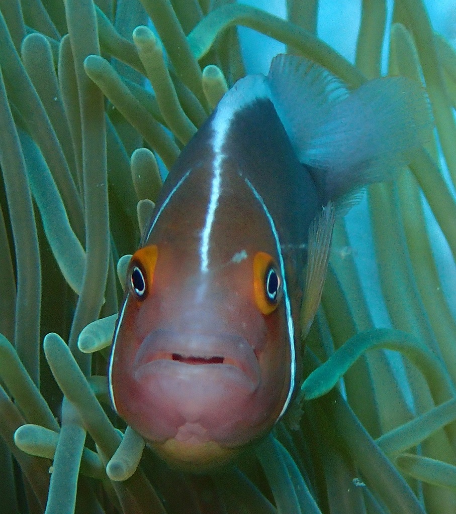 Pink Skunk Anemonefish from Exmouth, WA, Australia on November 25, 2023 ...