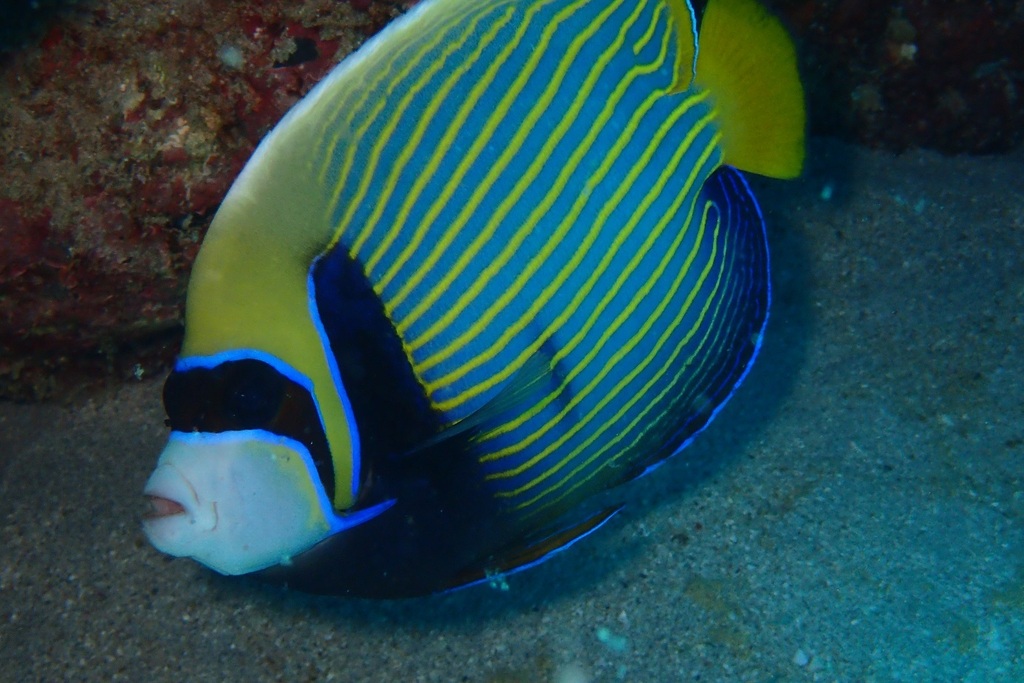 Emperor Angelfish from Exmouth, WA, Australia on November 25, 2023 at ...