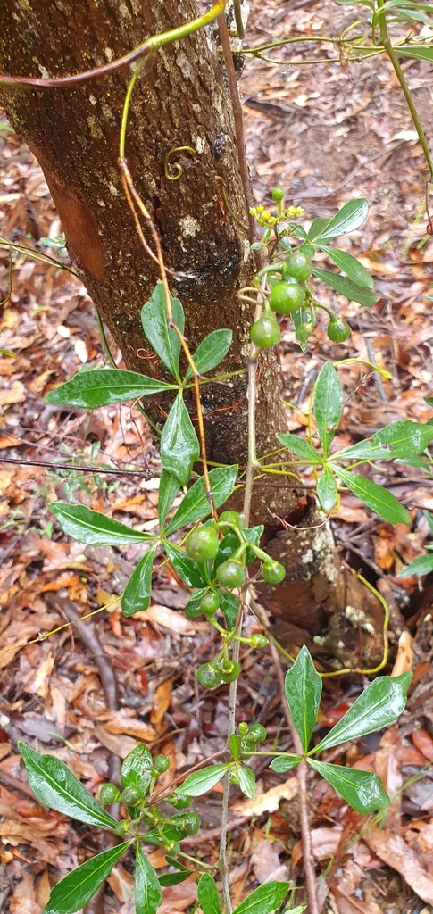 Pepper Vine from Mount Coot-Tha QLD 4066, Australia on November 28 ...