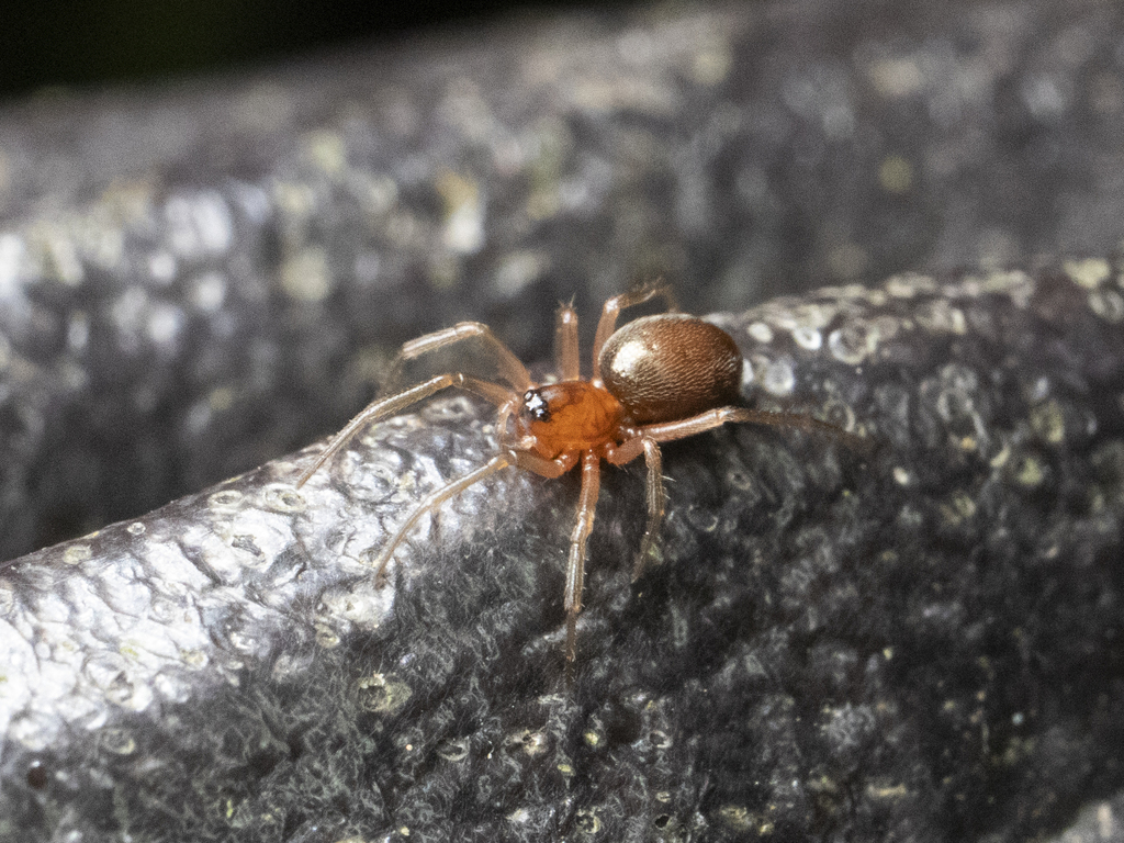 Araneoid Spiders from Район Аоба, Сендай, Мияги, Япония on November 21 ...