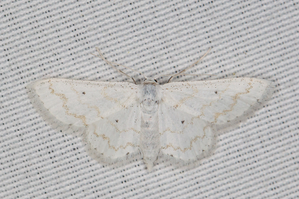 Speckled Wave (Insects of Lake Pueblo State Park) · iNaturalist