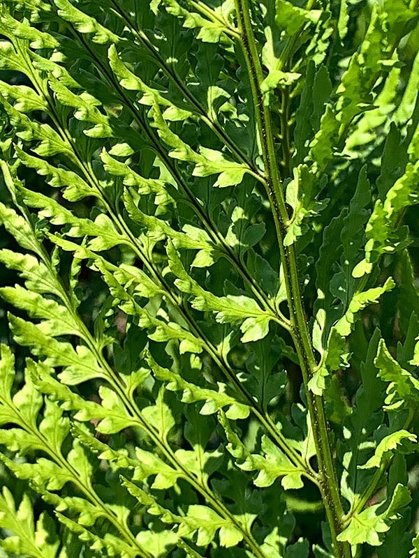 Grassland Fern from Usuthu Forest, northern section on November 25 ...
