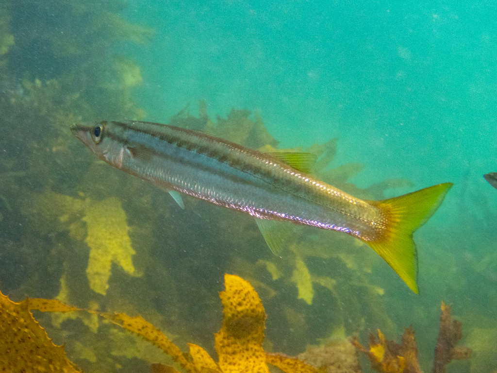 Striped Barracuda from Northern Beaches Council, NSW, Australia on ...