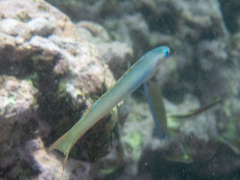 Monofin Dartfish from Northern Beaches Council, NSW, Australia on ...