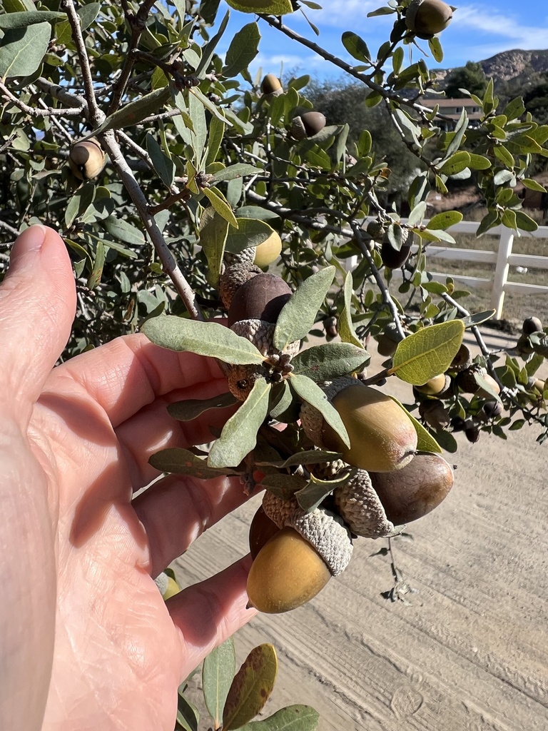 Torrey's Hybrid Oak from Wisecarver Ln, Jamul, CA, US on November 27 ...