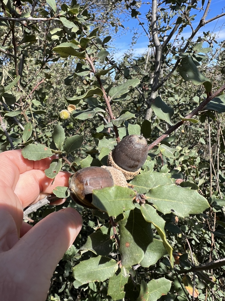 Torrey's Hybrid Oak from Wisecarver Ln, Jamul, CA, US on November 27 ...