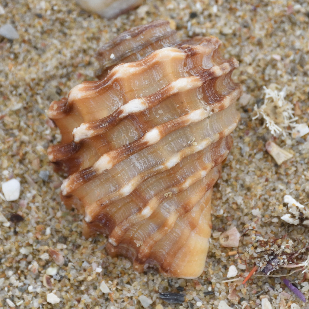 Cymatiid Triton Snails from Buffalo City, Eastern Cape, South Africa on ...