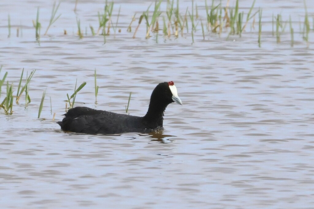 Red-knobbed Coot from Spes Bona farm on November 25, 2023 at 09:16 AM ...