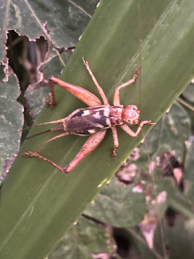 Cardiodactylus guttulus in November 2023 by Nakatada Wachi · iNaturalist