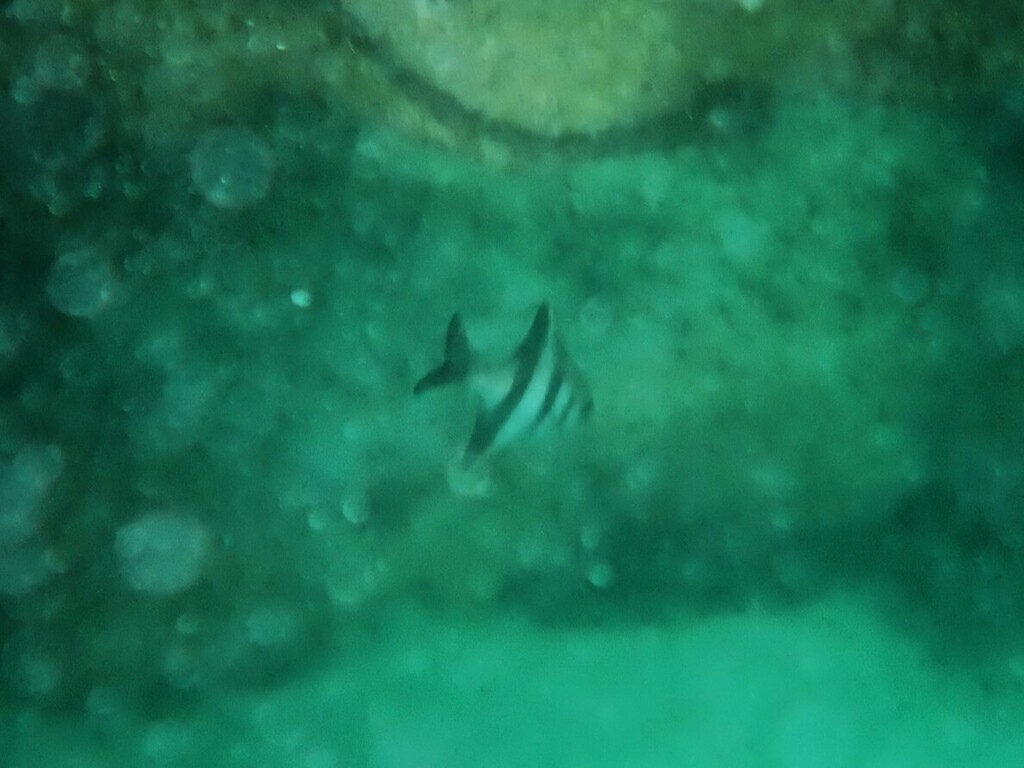 Banded Sweep from Watermans Bay Beach, WA 6020, Australia on November ...