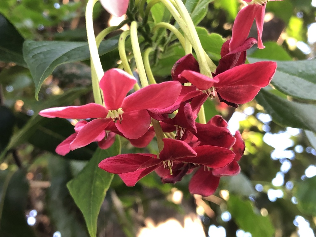 Rangoon Creeper from Brentford Rd, Richlands, QLD, AU on December 7 ...