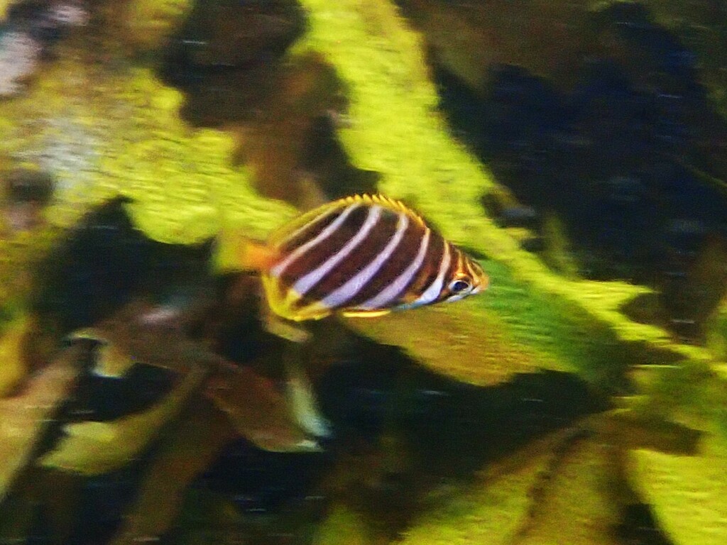 Footballer Sweep from Watermans Bay Beach, WA 6020, Australia on ...