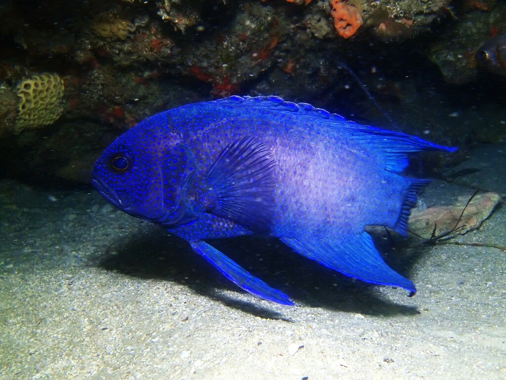 Southern Blue Devil from Watermans Bay Beach, WA 6020, Australia on ...