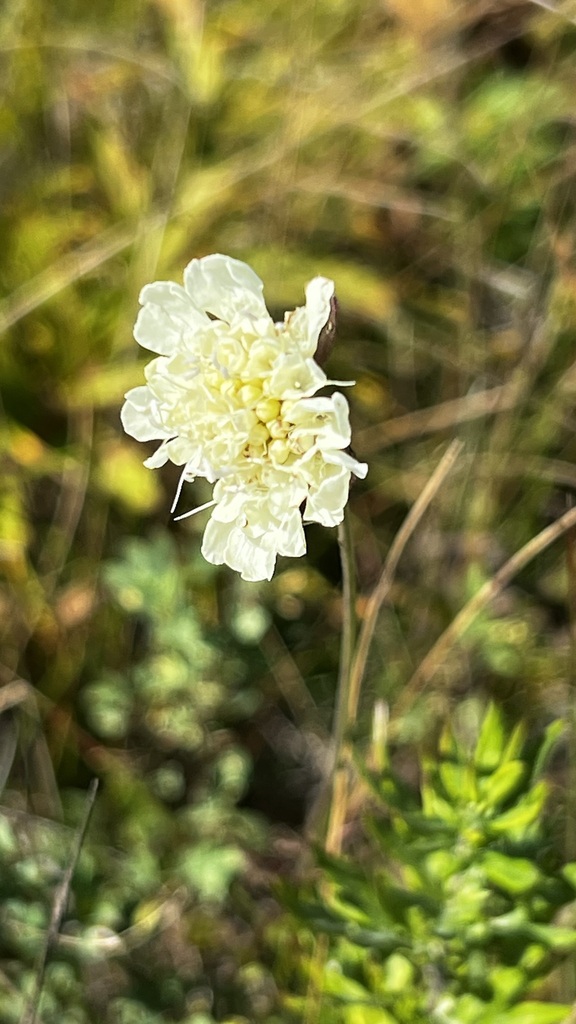 Cream Scabious from Качугский р-н, Иркутская обл., Россия on September ...