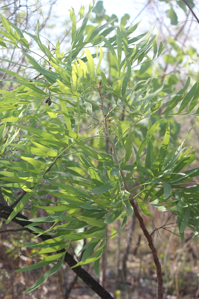 clothes peg tree from Durack, Northern Territory, Australia on November ...