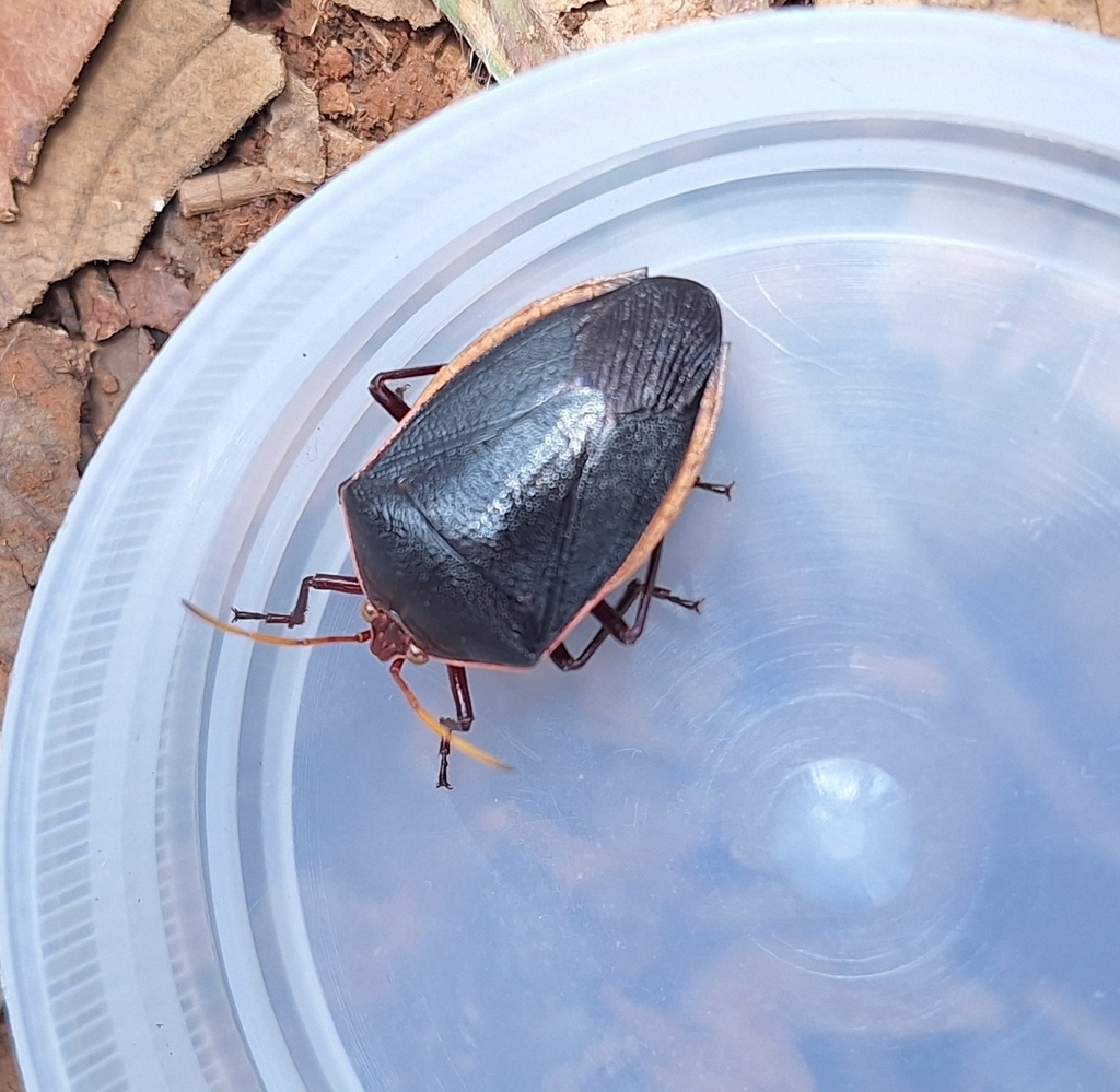 Red-bordered Stink Bug from Lago Sul, Brasília - DF, Brasil on November ...