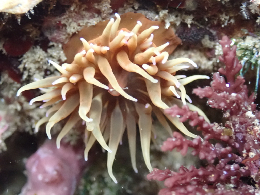 Anemonia mutabilis from Sandy Beach NSW 2456, Australia on November 27 ...