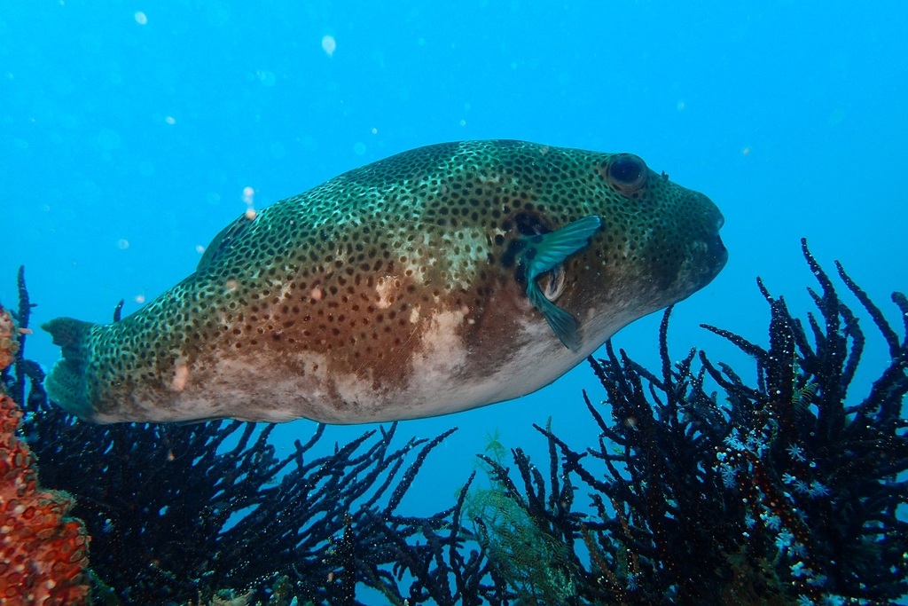 Starry Puffer from Exmouth, WA, Australia on November 25, 2023 at 02:25 ...