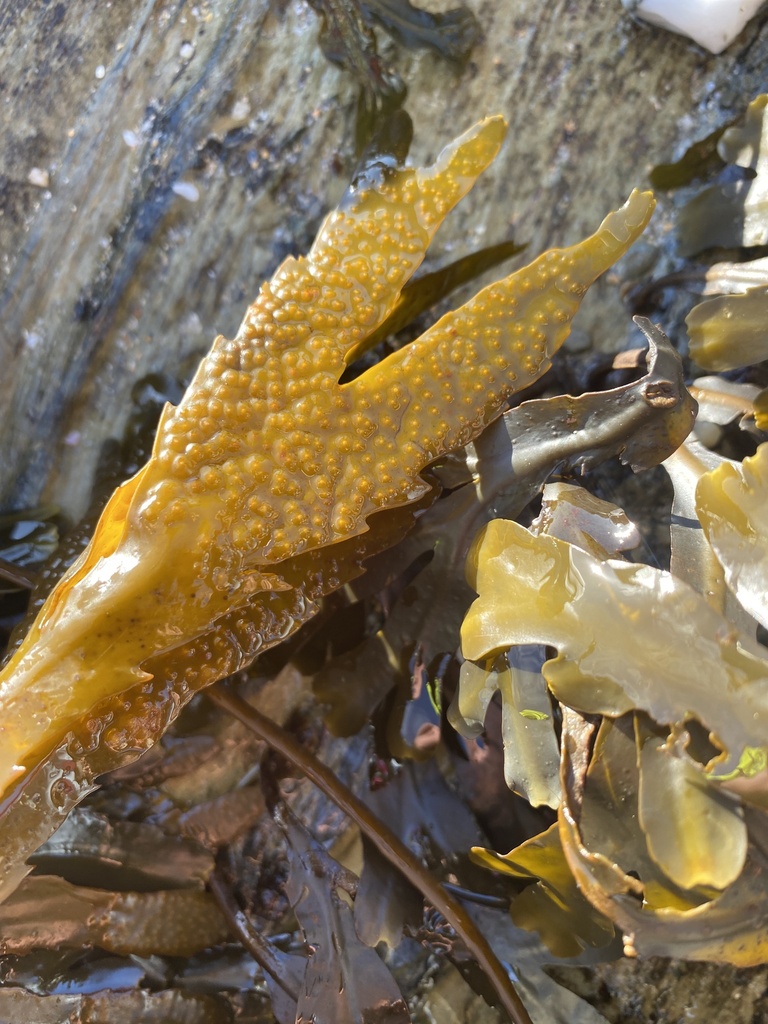 Saw Wrack from Cliff Road, Falmouth, England, GB on November 28, 2023 ...