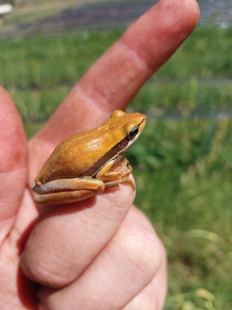 Slender Tree Frog from Stirling Range National Park WA 6338, Australia ...