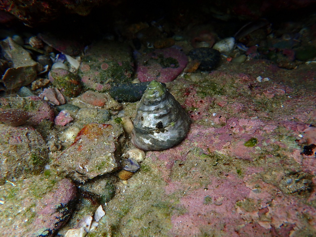 Common Tent Shell from Sandy Beach NSW 2456, Australia on November 27 ...
