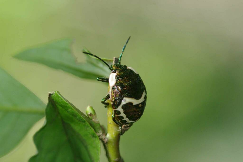 Clown Stink Bug from 長池公園 on October 7, 2023 at 10:15 AM by 登坂久雄 ...