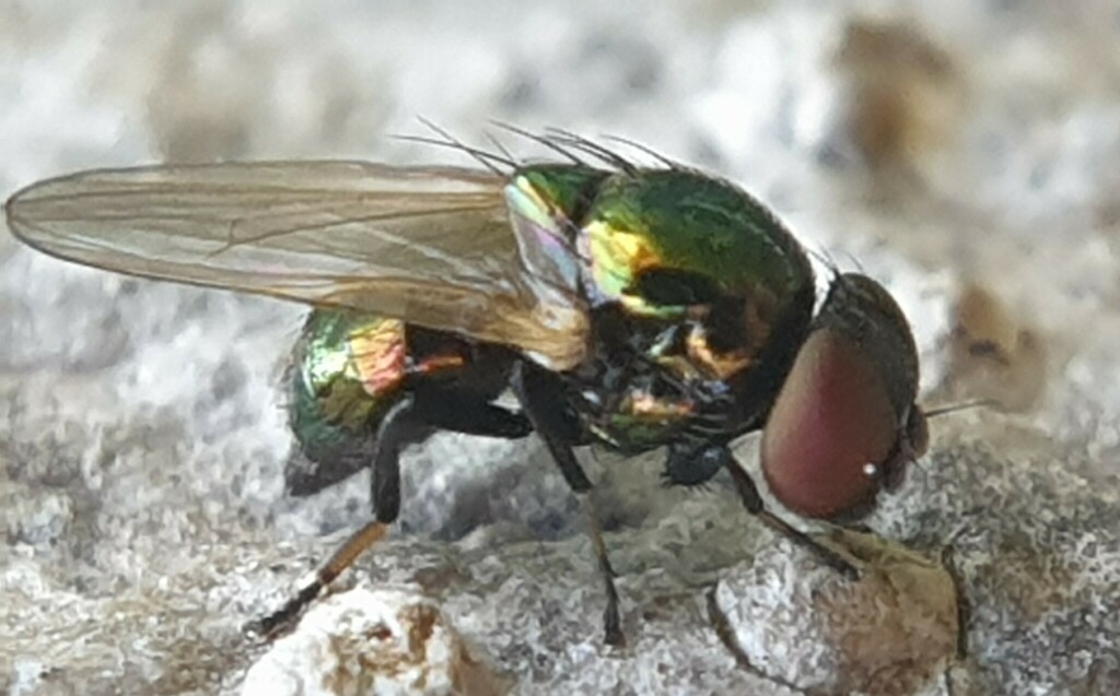 Lamprolonchaea from Perth WA, Australia on November 26, 2023 at 05:31 ...