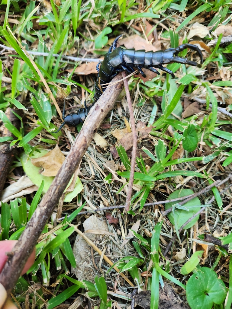 African Giant Centipede from lot no 11842/M chiawa lower, Zambia on ...