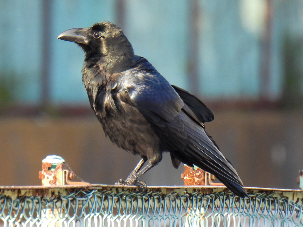 Large-billed Crow from Shimowada, Yamato, Kanagawa 242-0015, Japan on ...