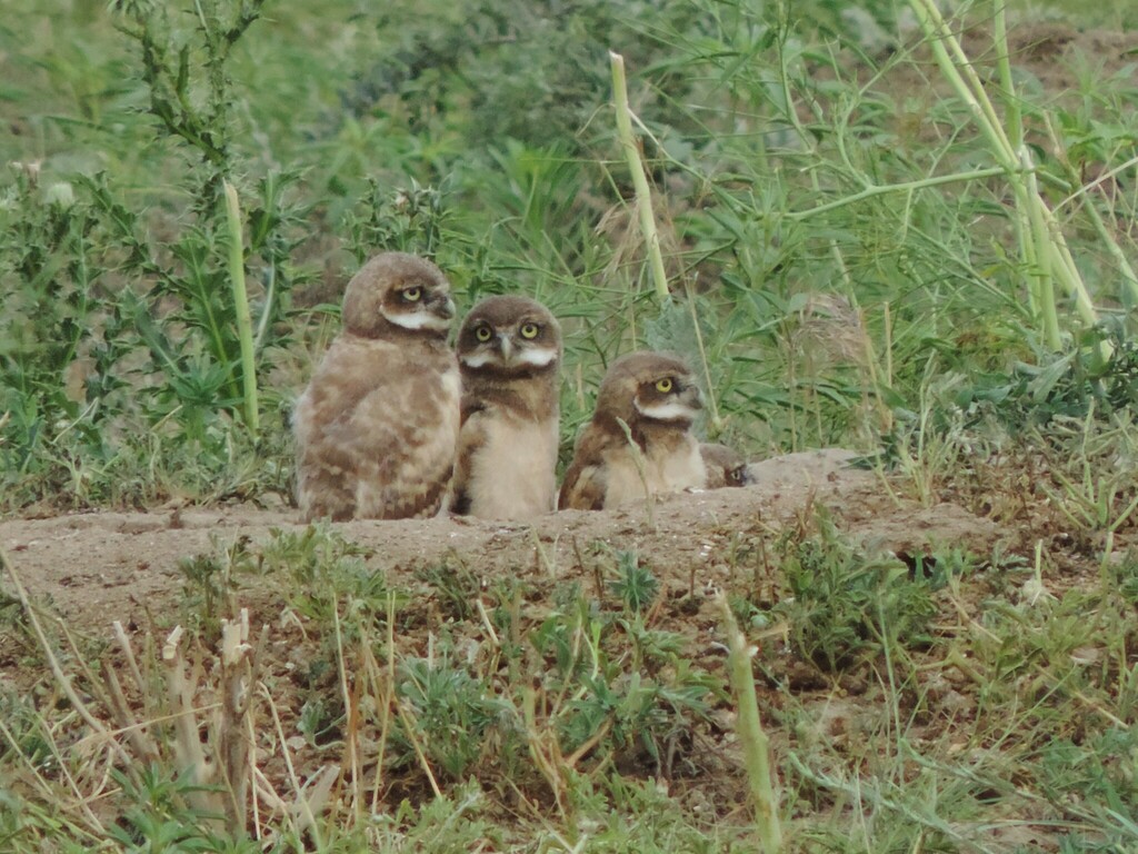 Burrowing Owl from Jumbo Reservoir, Colorado 80726, USA on July 3, 2016 ...