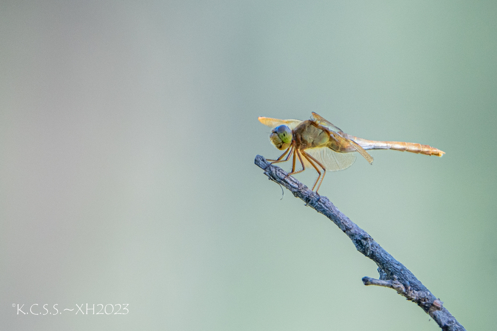 Sympetrum uniforme in August 2023 by kcss. Chinese name: 大黃赤蜻 · iNaturalist