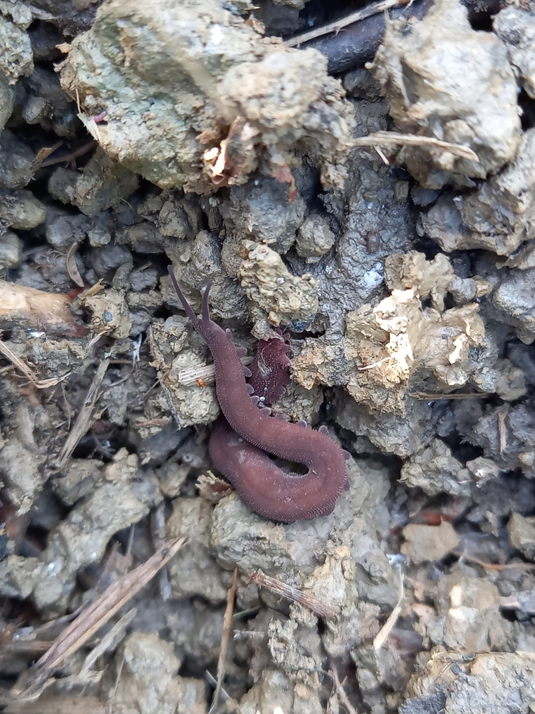 Epiperipatus trinidadensis from Couva-Tabaquite-Talparo Regional ...