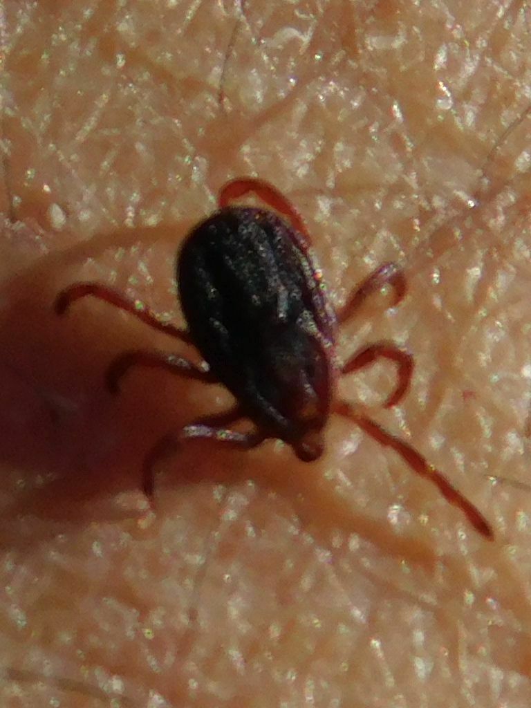 Brown Dog Tick from Snyerskraalkoppe Genadendal, 7234, South Africa on ...