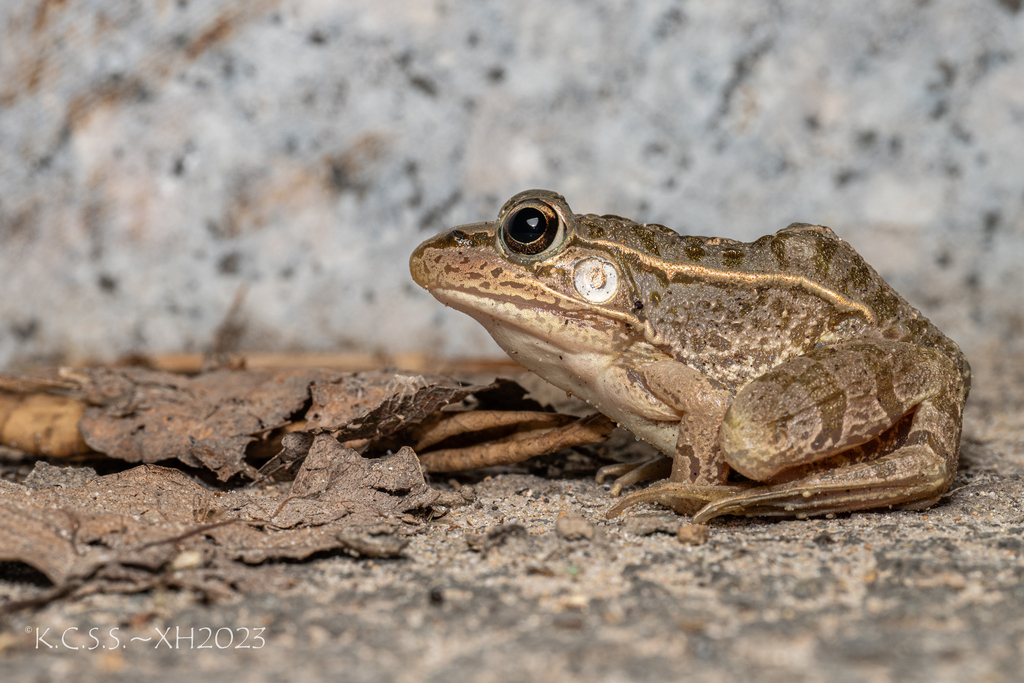 Black-spotted Frog in August 2023 by kcss · iNaturalist