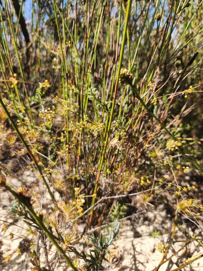 Wire Muggiegrass from Greater Chatsworth, Malmesbury, South Africa on ...