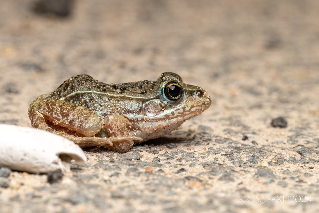 Black-spotted Frog in August 2023 by kcss. A juvenile. · iNaturalist