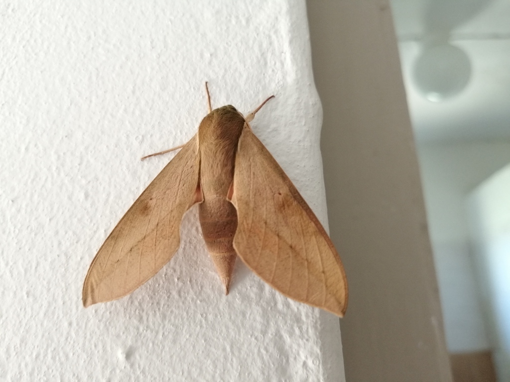 Cape Hawk from Hamburg, 5641, South Africa on December 23, 2019 at 12: ...