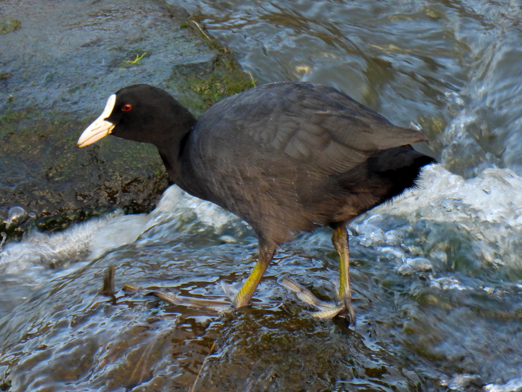 Eurasian Coot from Izumi Ward, Yokohama, Kanagawa, Japan on November 27 ...