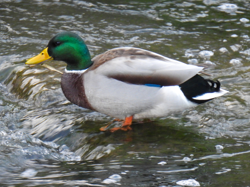 Holarctic Mallard from Seya Ward, Yokohama, Kanagawa, Japan on November ...