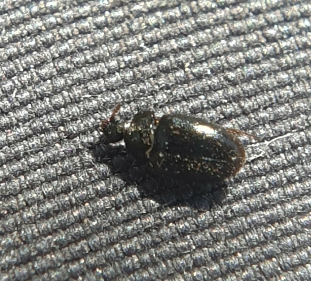 Trogoderma from Perth WA, Australia on November 25, 2023 at 09:52 AM by ...