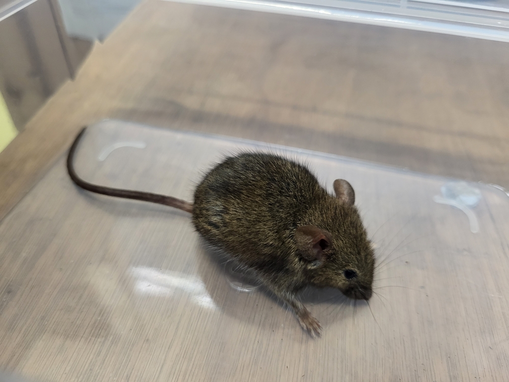 House Mouse from Edinburgh EH11, UK on November 28, 2023 at 01:32 PM by ...